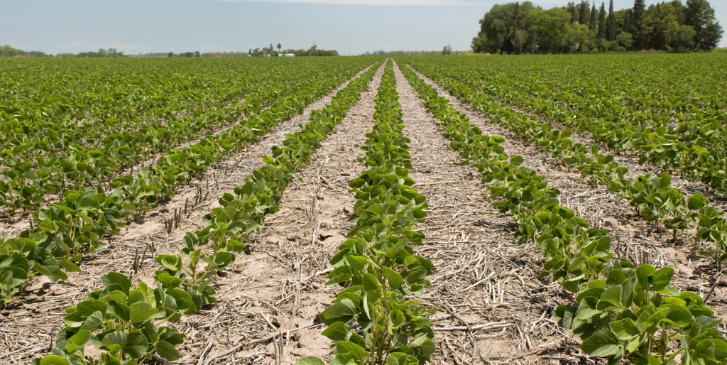 Soybeans Drop to Four-Year Low Amid Brazil’s Outlook - Forex News by FX ...